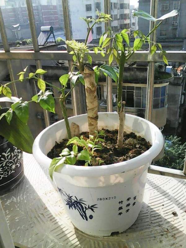 Propagation method of emerald tree - The Plant Aide