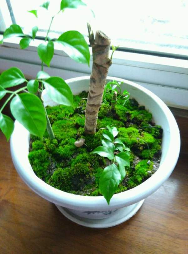 Propagation method of emerald tree - The Plant Aide