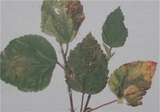 Common diseases and control methods of Fusarium - The Plant Aide