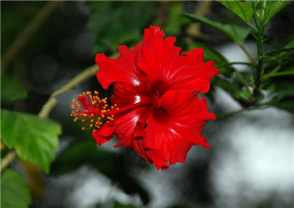 How to fertilize Fusang - The Plant Aide