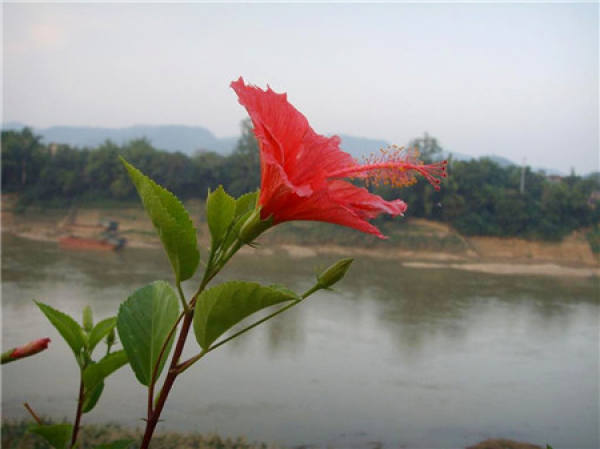 How to fertilize Fusang - The Plant Aide