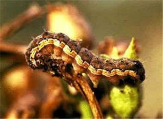 The pest of calendula and its control - The Plant Aide