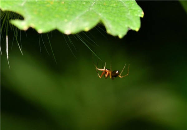 The pest of calendula and its control - The Plant Aide