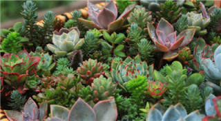 The best way to protect basin grass - The Plant Aide