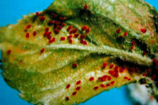 The dance pest of falling flowers and its control methods - The Plant Aide