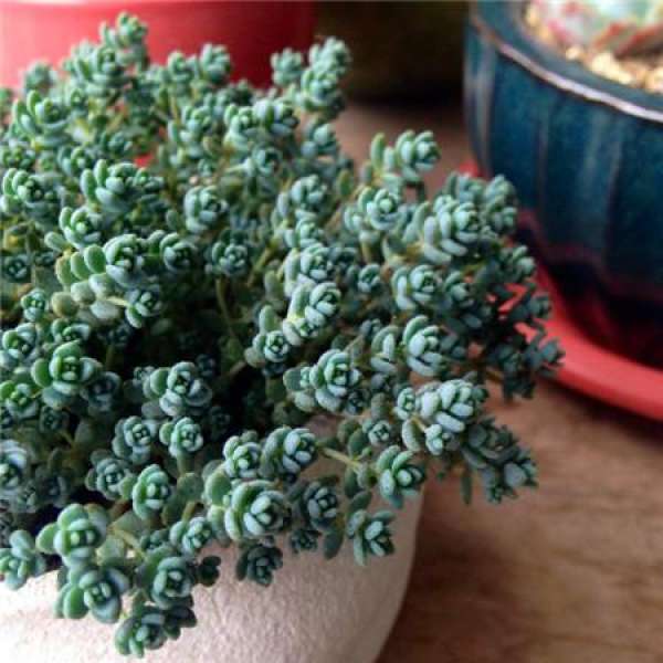 What to do with the beauty of Ji Xing - The Plant Aide