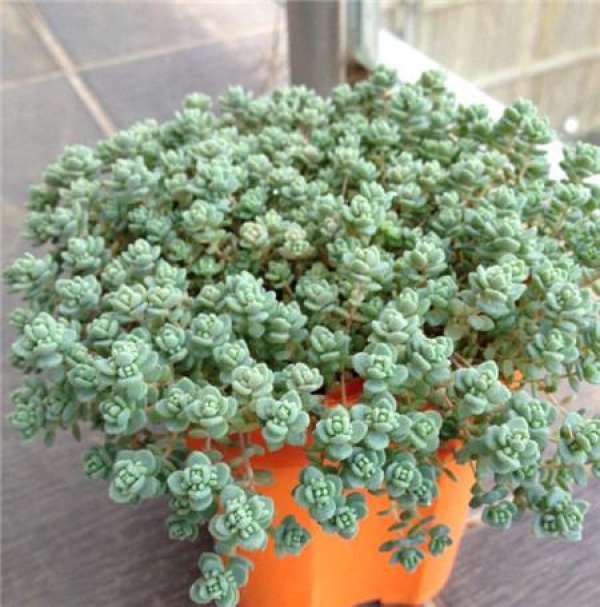 What to do with the beauty of Ji Xing - The Plant Aide