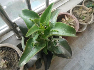 What to do if the roots grow and the leaves bend - The Plant Aide