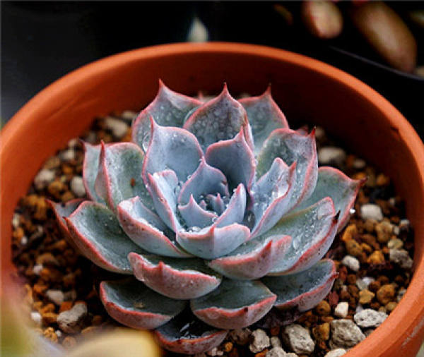 Watering method of blue stone lotus - The Plant Aide