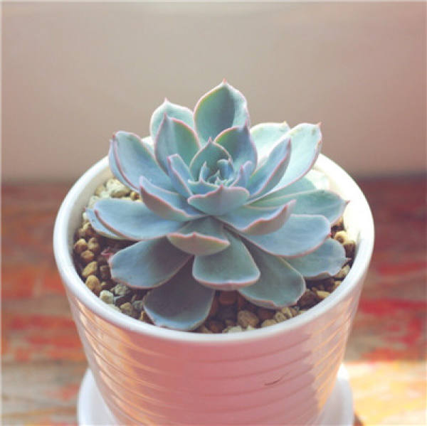 What to do with a blue stone lotus - The Plant Aide