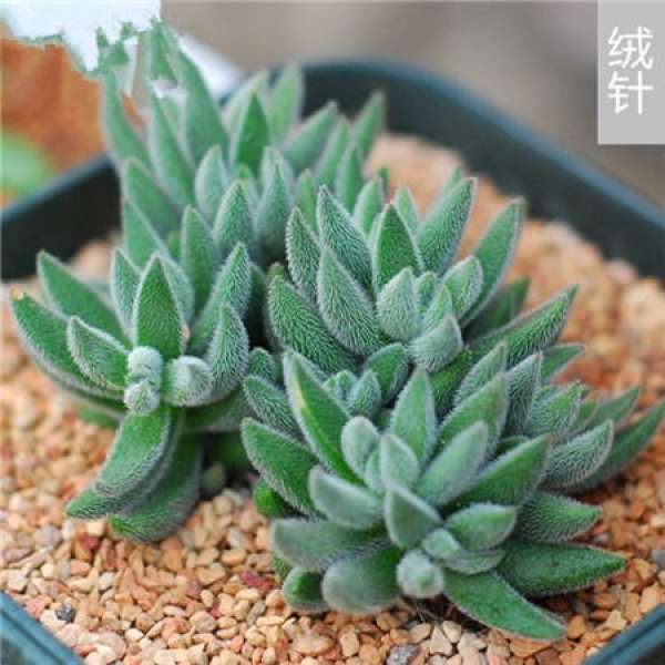 How to water the needle - The Plant Aide