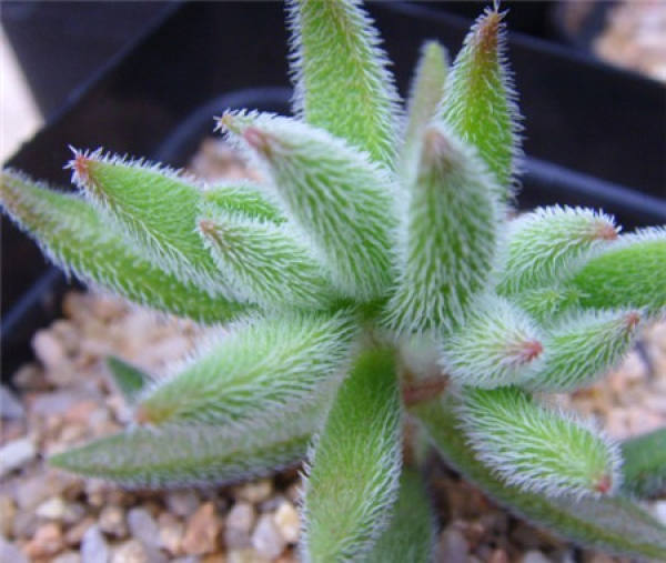 How to water the needle - The Plant Aide