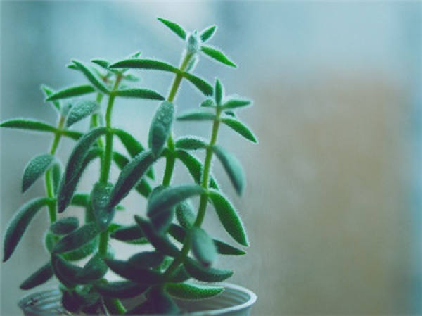 How to water the needle - The Plant Aide