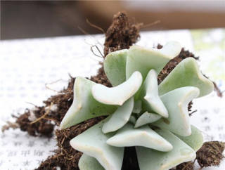 What to do with the rotten root of the jade lotus - The Plant Aide