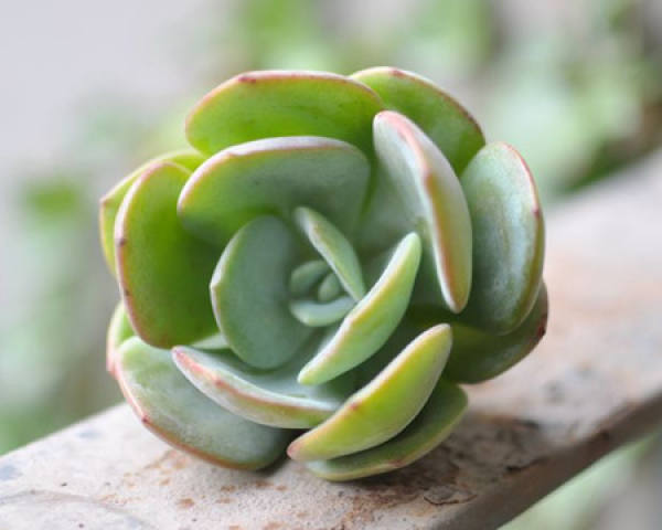How does Baifeng behead - The Plant Aide