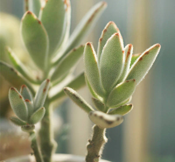 Cutting propagation of the ear of the rabbit - The Plant Aide