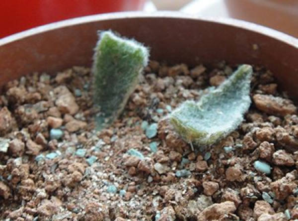 How to divide and cut the ear of rabbit - The Plant Aide