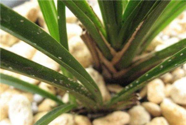 Orchid common pests and control methods - The Plant Aide