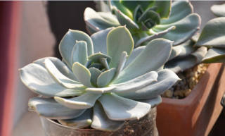 Is Lu's stone lotus poisonous? Can it be domesticated - The Plant Aide