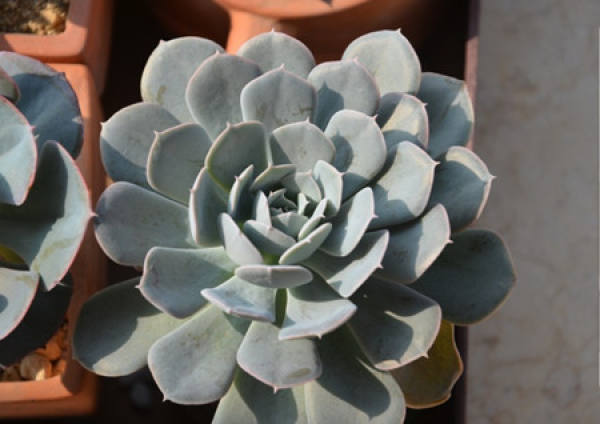 Is Lu's stone lotus poisonous? Can it be domesticated - The Plant Aide