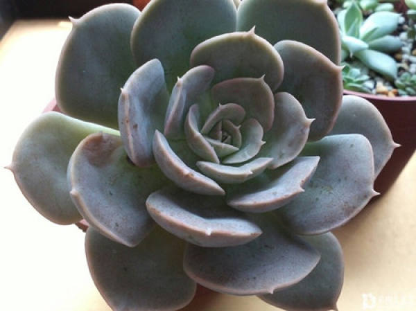 Is Lu's stone lotus poisonous? Can it be domesticated - The Plant Aide