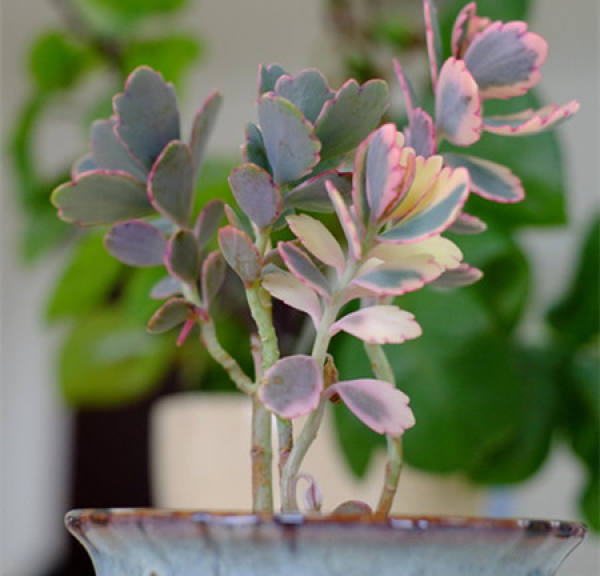 The value of jade bell - The Plant Aide