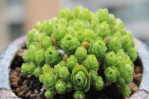 Varieties of mountain rose - The Plant Aide