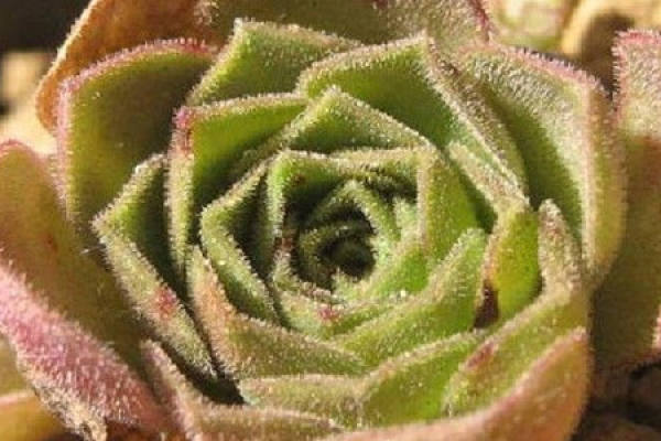 Varieties of mountain rose - The Plant Aide