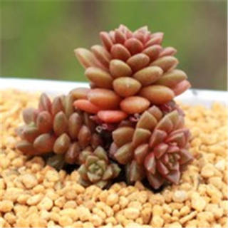 How to deal with the falling of rotten jade leaves - The Plant Aide