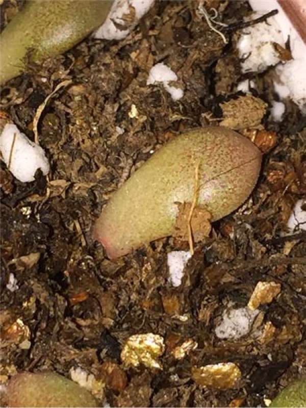 How to deal with the falling of rotten jade leaves - The Plant Aide