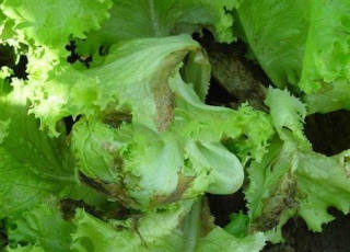 Common diseases and control methods of lettuce - The Plant Aide