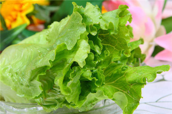 What is the function of lettuce - The Plant Aide