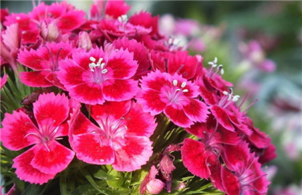 How to water carnation - The Plant Aide