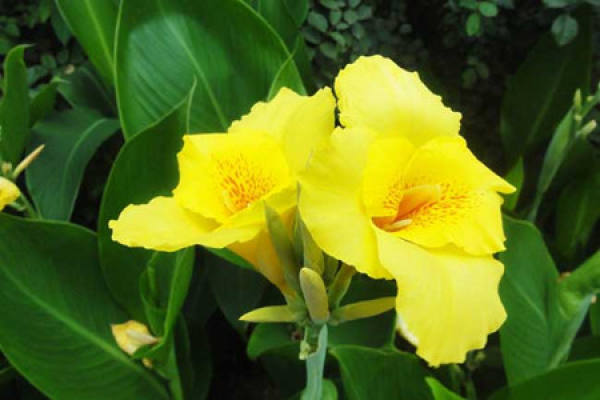 Can Canna be cultured in water - The Plant Aide