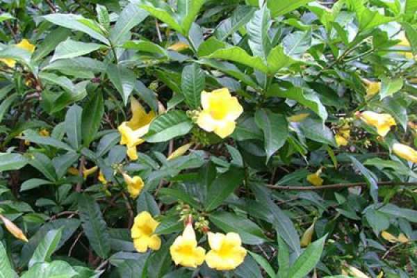 The role of yellow cicada - The Plant Aide