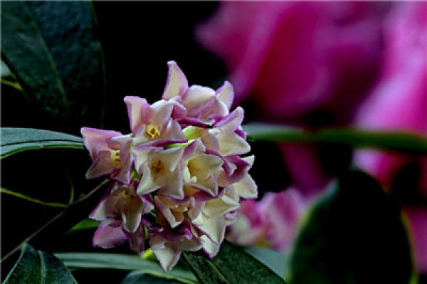 Flower language and legend of Daphne in Phnom Penh - The Plant Aide