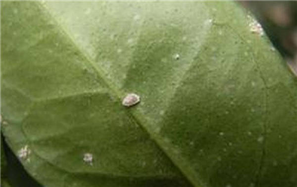 Common pests and control methods of Oncidium - The Plant Aide