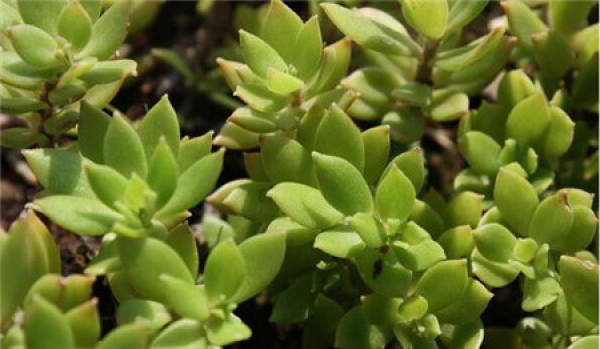 Common diseases and control methods of sedge - The Plant Aide