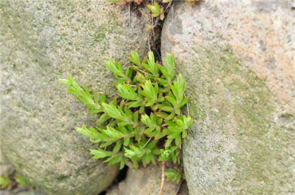 Common diseases and control methods of sedge - The Plant Aide