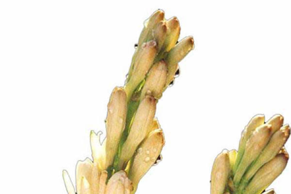 Efficacy and function of Tuberose - The Plant Aide