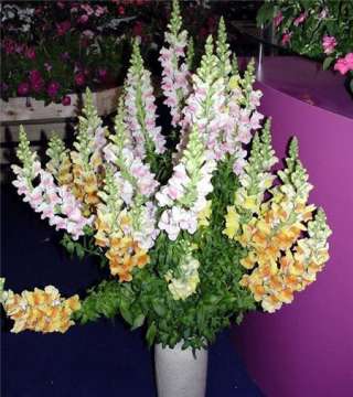 Common diseases and control methods of goldfish grass - The Plant Aide