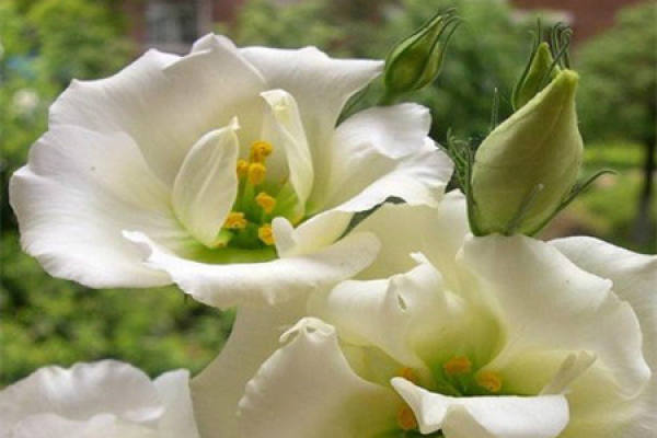 How to plant Eustoma - The Plant Aide