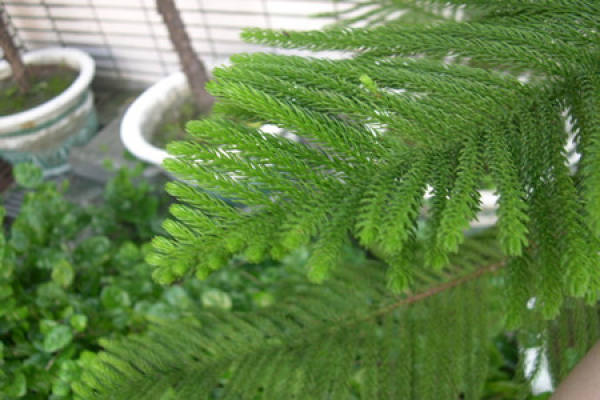 How to root the yew - The Plant Aide