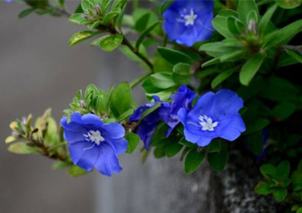 How to plant blue star flower - The Plant Aide