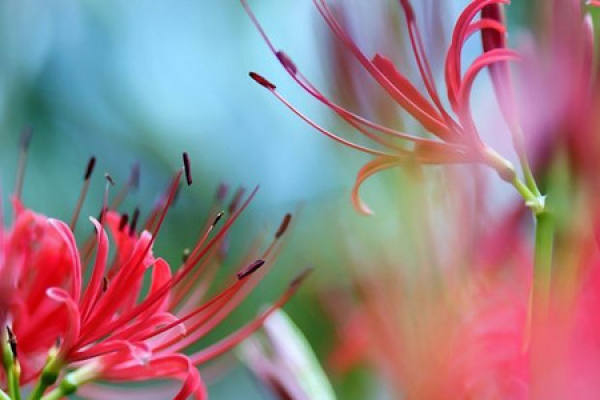 The breeding method of the other shore flower - The Plant Aide