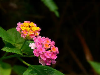 What is the flower language of five color plum - The Plant Aide