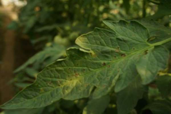 Pests and prevention methods of evening primrose - The Plant Aide