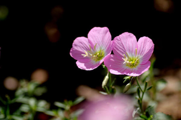 How to cut the evening primrose - The Plant Aide
