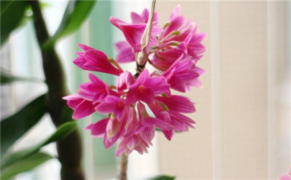 Effect and function of Dendrobium candidum - The Plant Aide