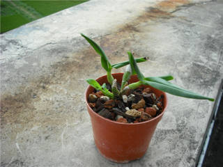 What are the breeding methods of Dendrobium candidum - The Plant Aide